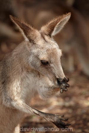 Forester Kangaroo ( Macropus giganteus tasmaniensis ), Tasman Peninsula ...