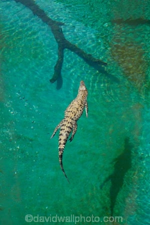 Saltwater Crocodile ( Crocodylus Porosus ), Crocosaurus Cove, Darwin, Northern Territory, Australia
