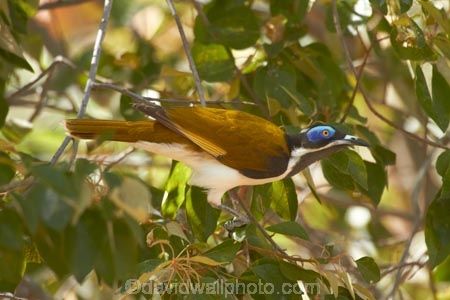 Blue_faced Honeyeater (Entomyzon cyanotis), Katherine Gorge, Nitmiluk ...