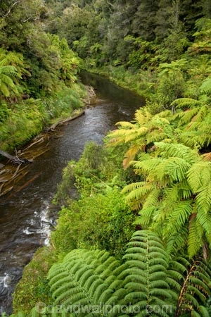 Tree Ferns and Stream, Tangarakau Gorge, Forgotten World Highway ...
