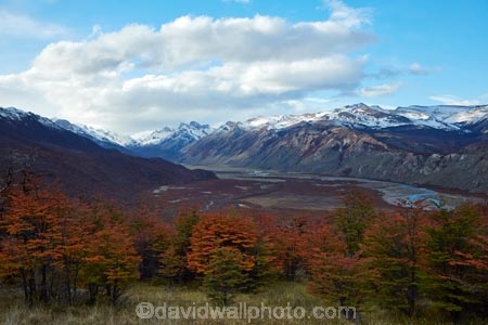 Lenga trees in autumn, and Las Vuelltas River, El Chalten, Patagonia ...